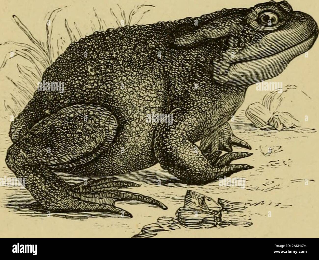 Carnivorousanimals hi-res stock photography and images - Alamy