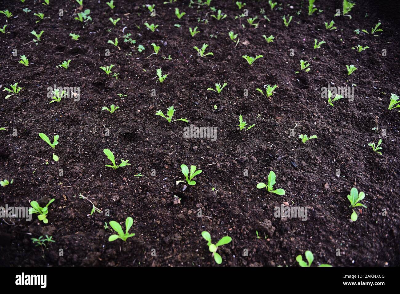 planting vegetables lettuce leaf on soil in the garden / green young ...