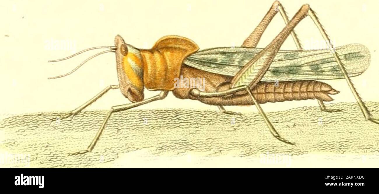 American entomology, or, Descriptions of the insects of North America ...