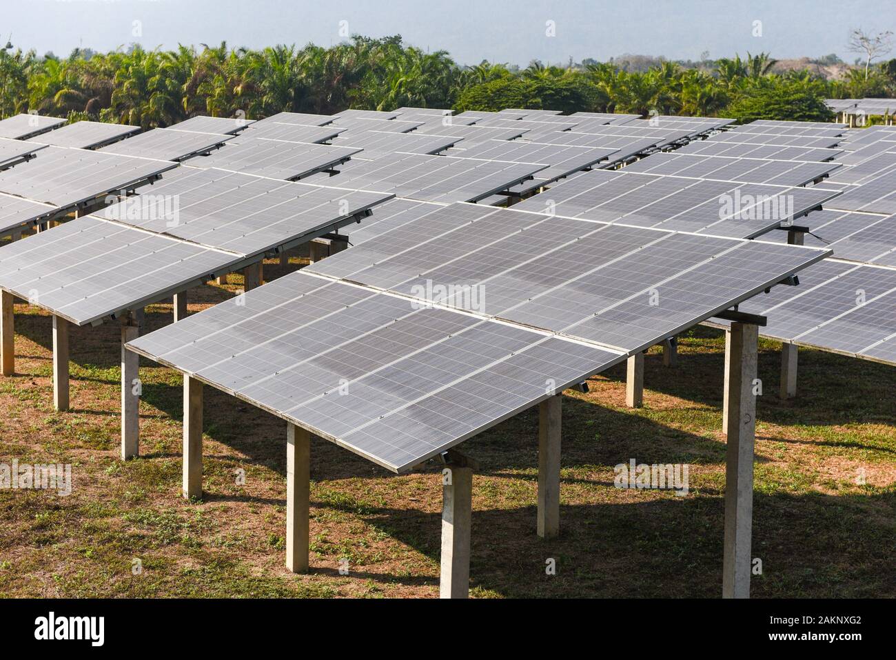 View of solar panels in the solar farm with green tree and sun lighting ...