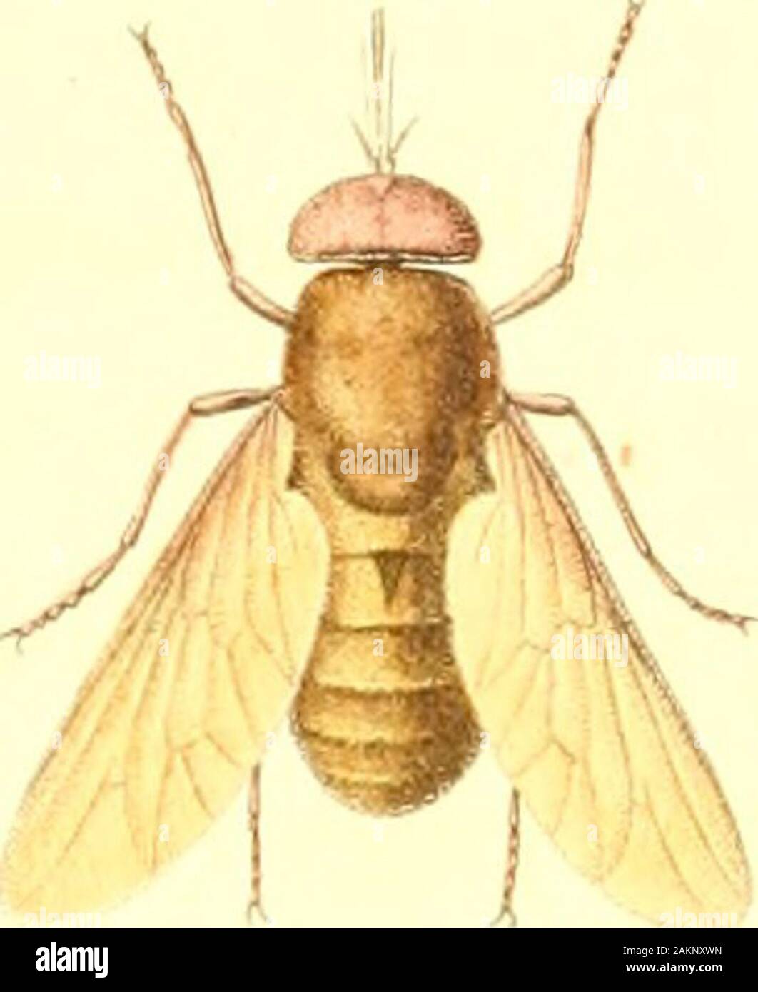 American entomology, or, Descriptions of the insects of North America ...