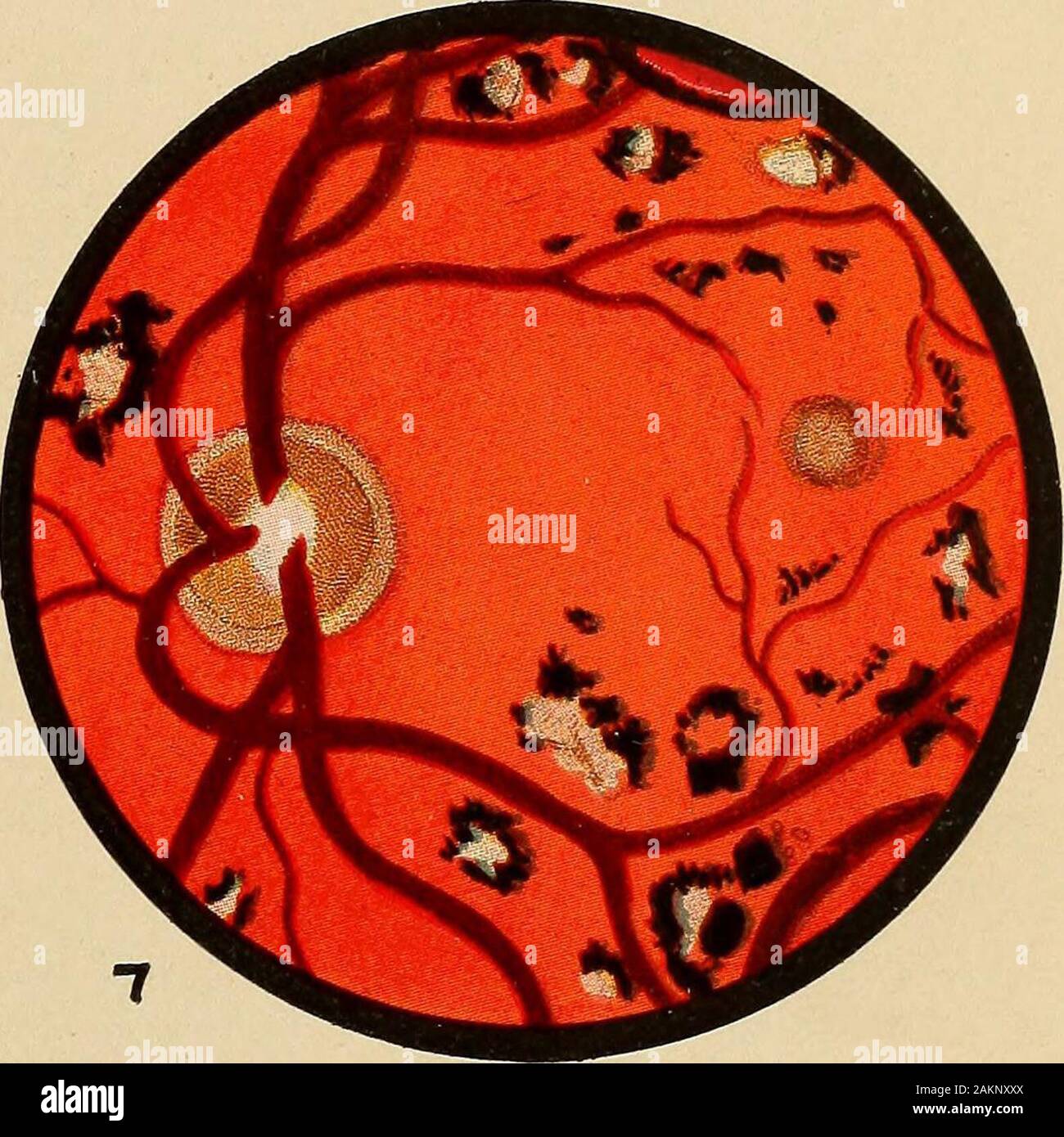 Principles and practice of medicine hi-res stock photography and images ...