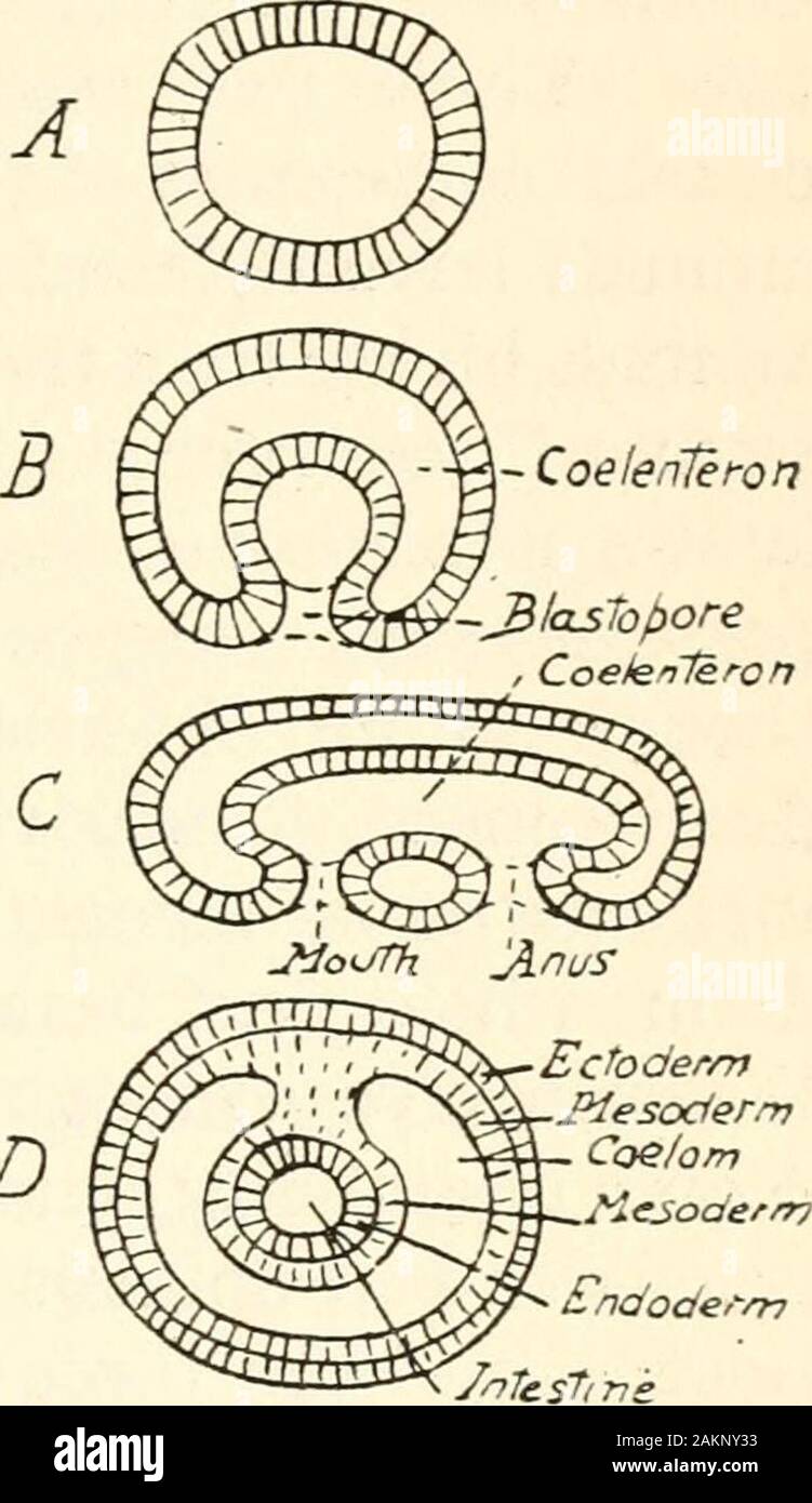 The philosophy of biology . endoderm, and opening tothe outside by an ...