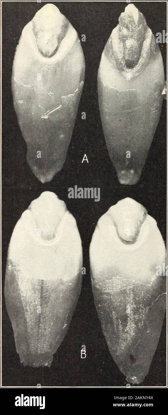 Morphology of the barley grain with reference to its enzym-secreting ...