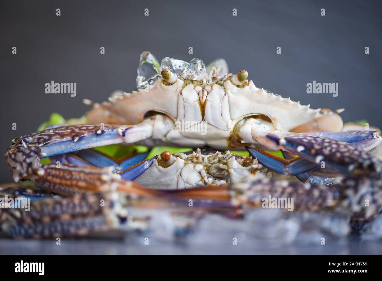 Raw crab on ice with on the dark background / fresh crab for cooked ...