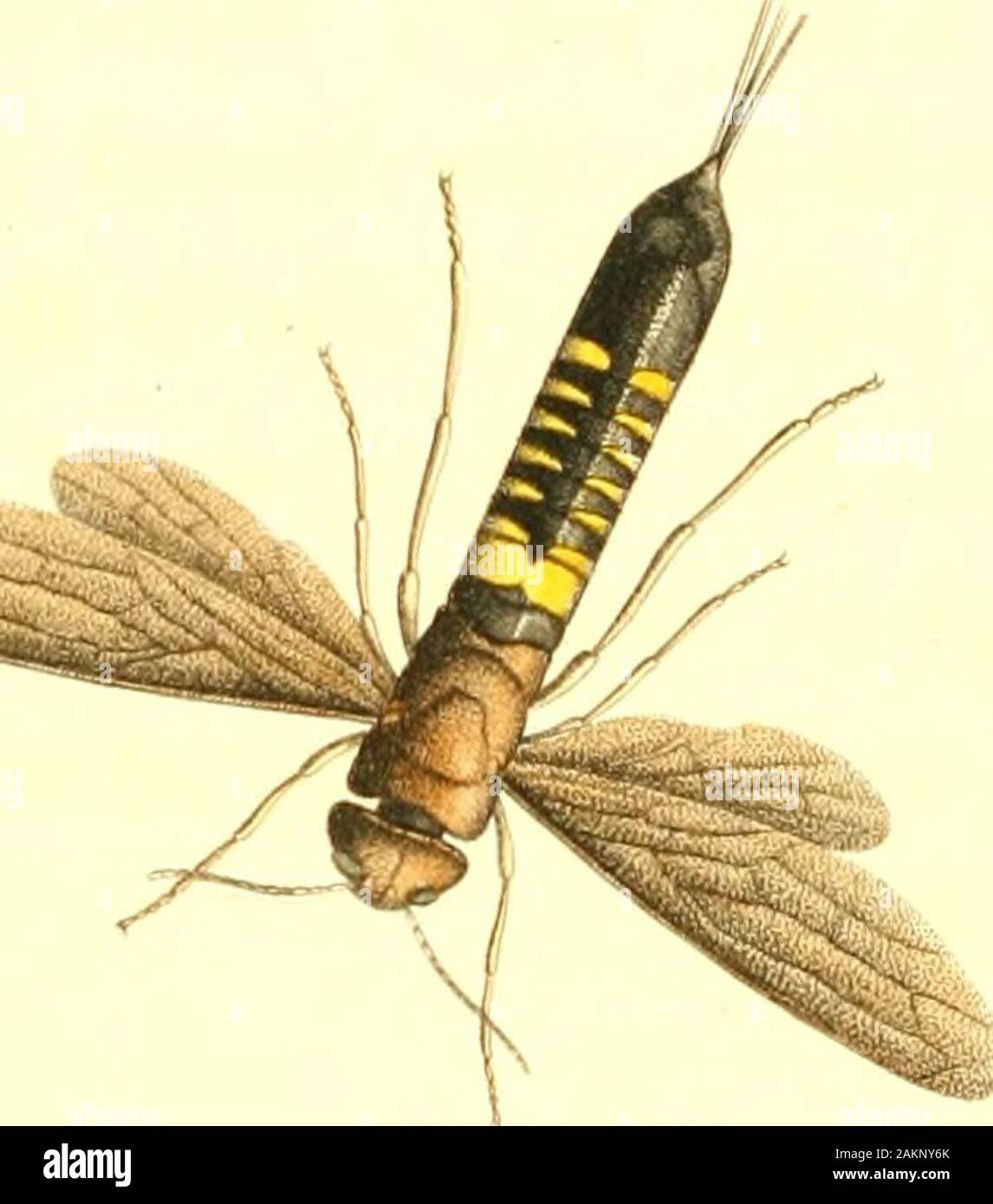 Labial superior hi-res stock photography and images - Alamy