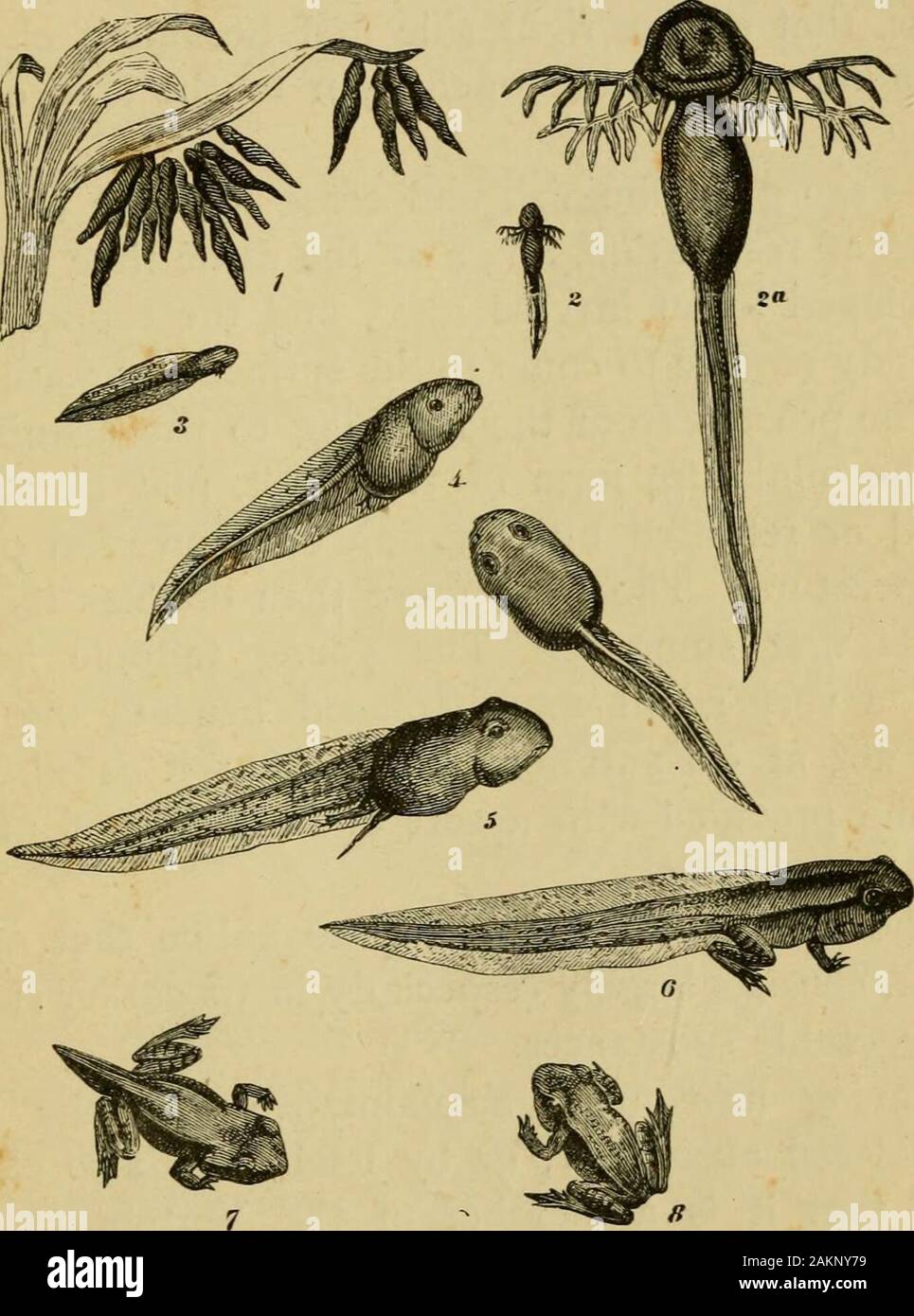 Tadpole with external gill hi-res stock photography and images - Alamy