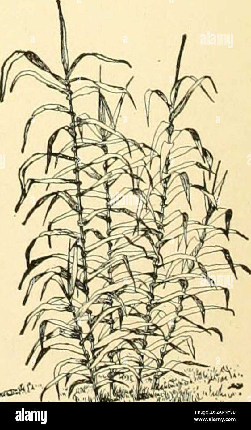 Thatching a lawn hi-res stock photography and images - Alamy