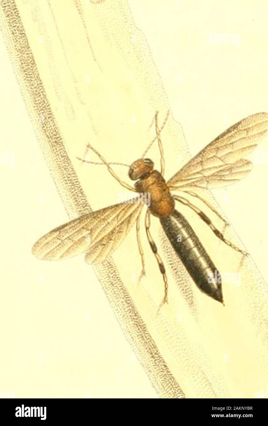 American entomology, or, Descriptions of the insects of North America ...