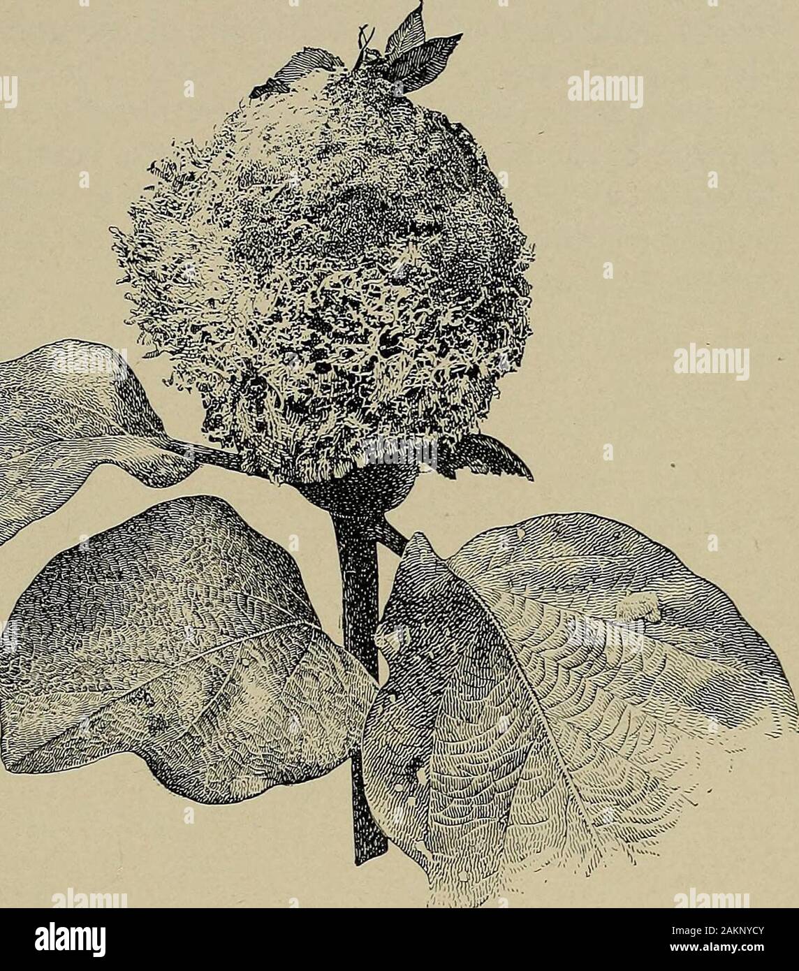 Quince orchard quince trees hi-res stock photography and images - Alamy