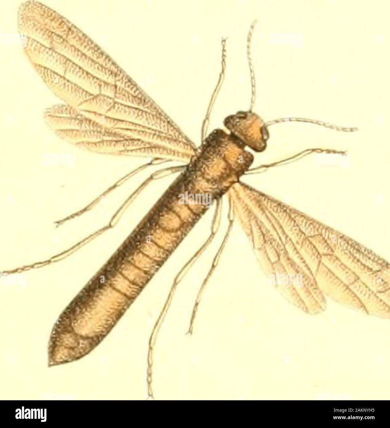 American entomology, or, Descriptions of the insects of North America ...