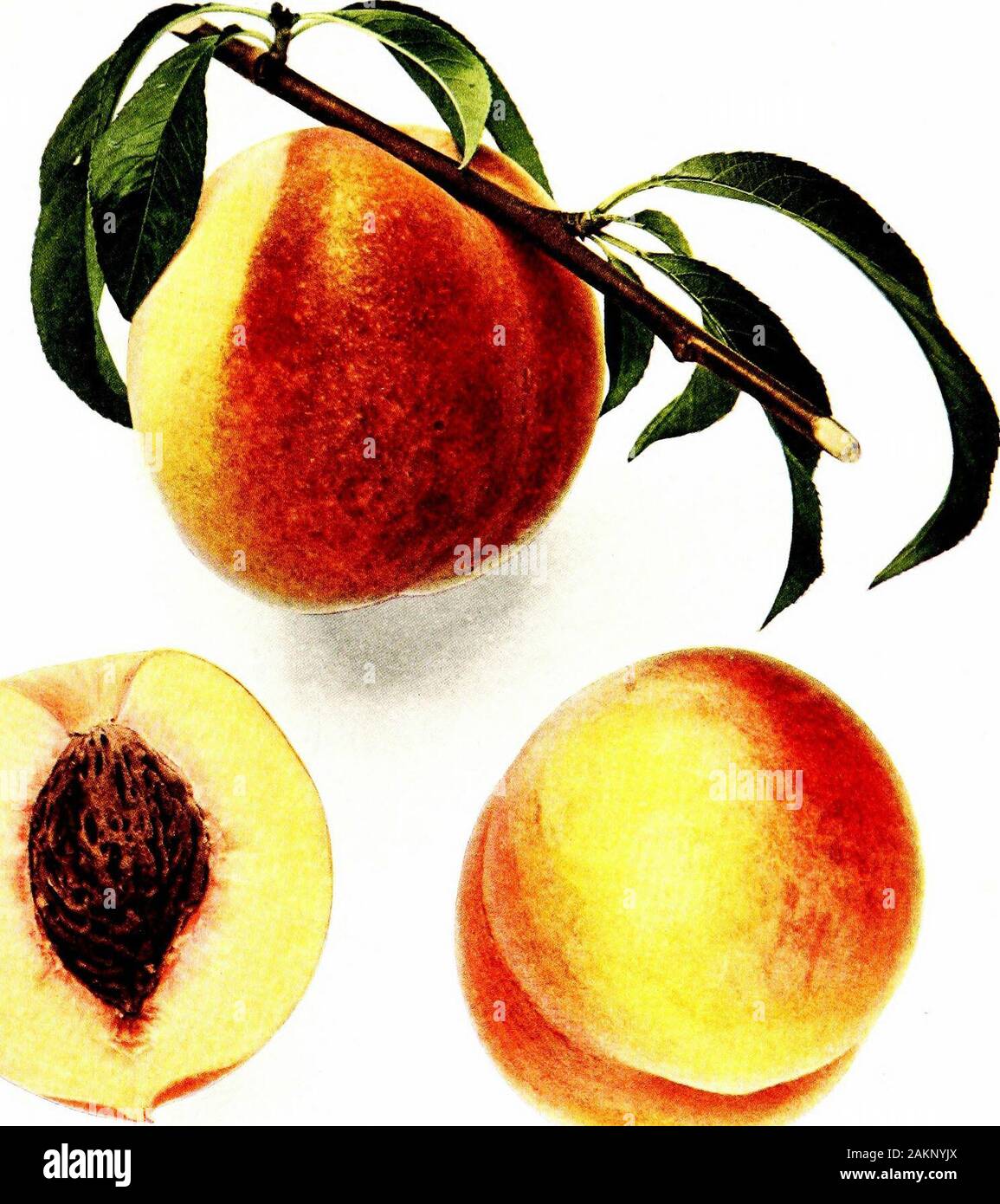 Dull yellow flower buds hi-res stock photography and images - Alamy