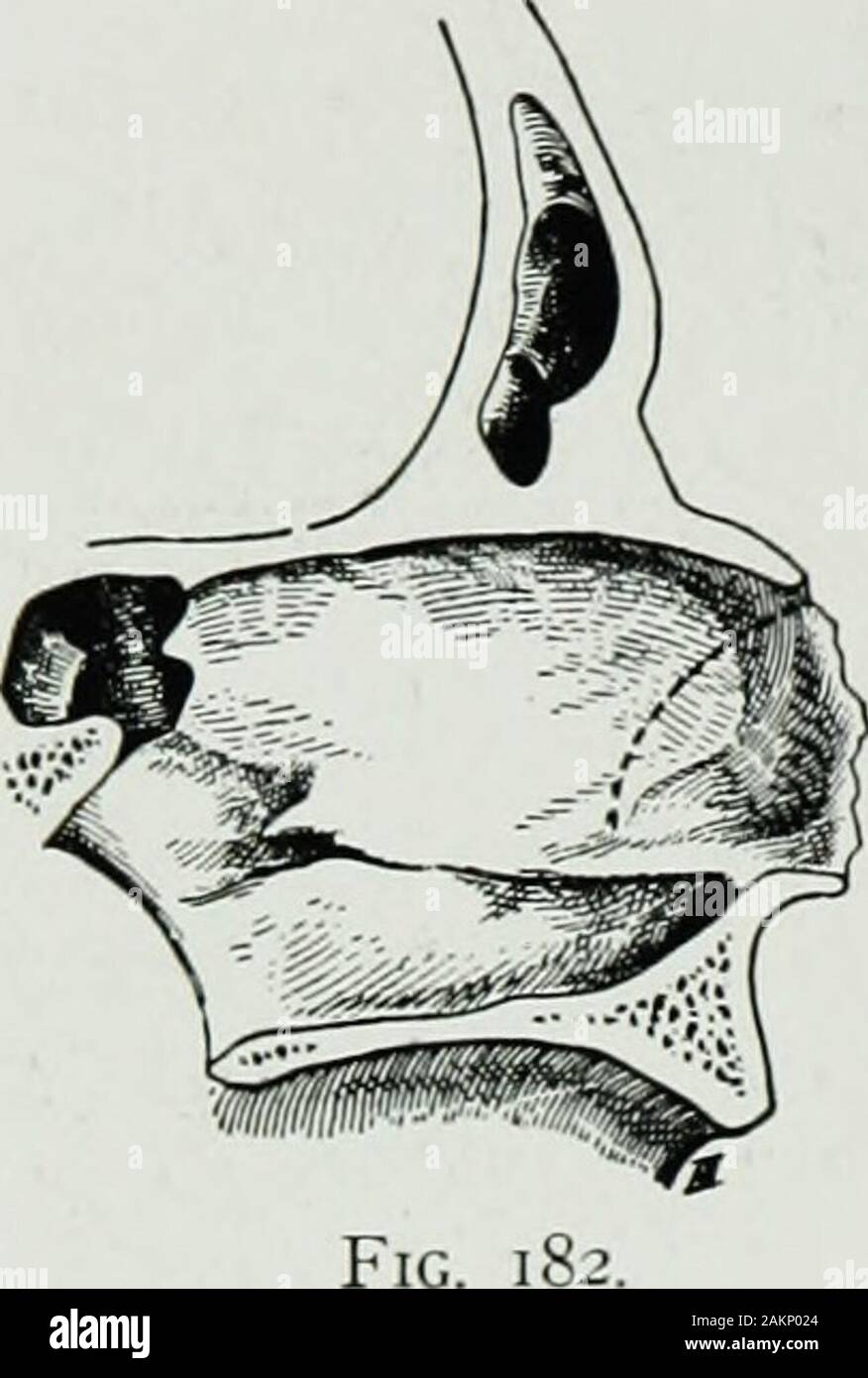 Ala triangular hi-res stock photography and images - Alamy