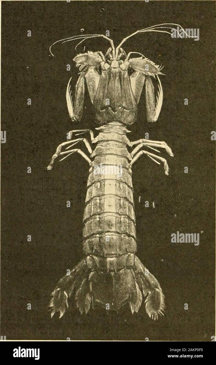 Guide to the Crustacea, Arachnida, Onychophora and Myriopoda exhibited ...