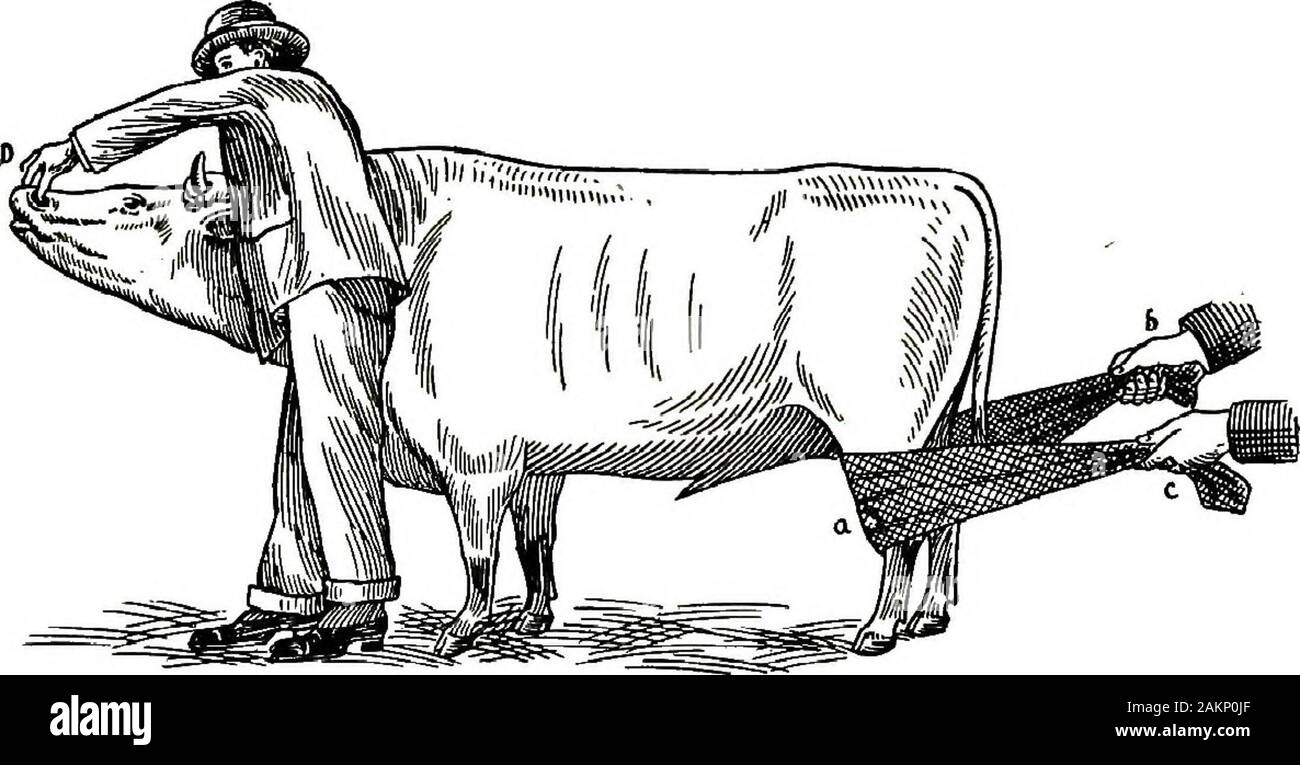 Bo hess Cut Out Stock Images & Pictures - Alamy