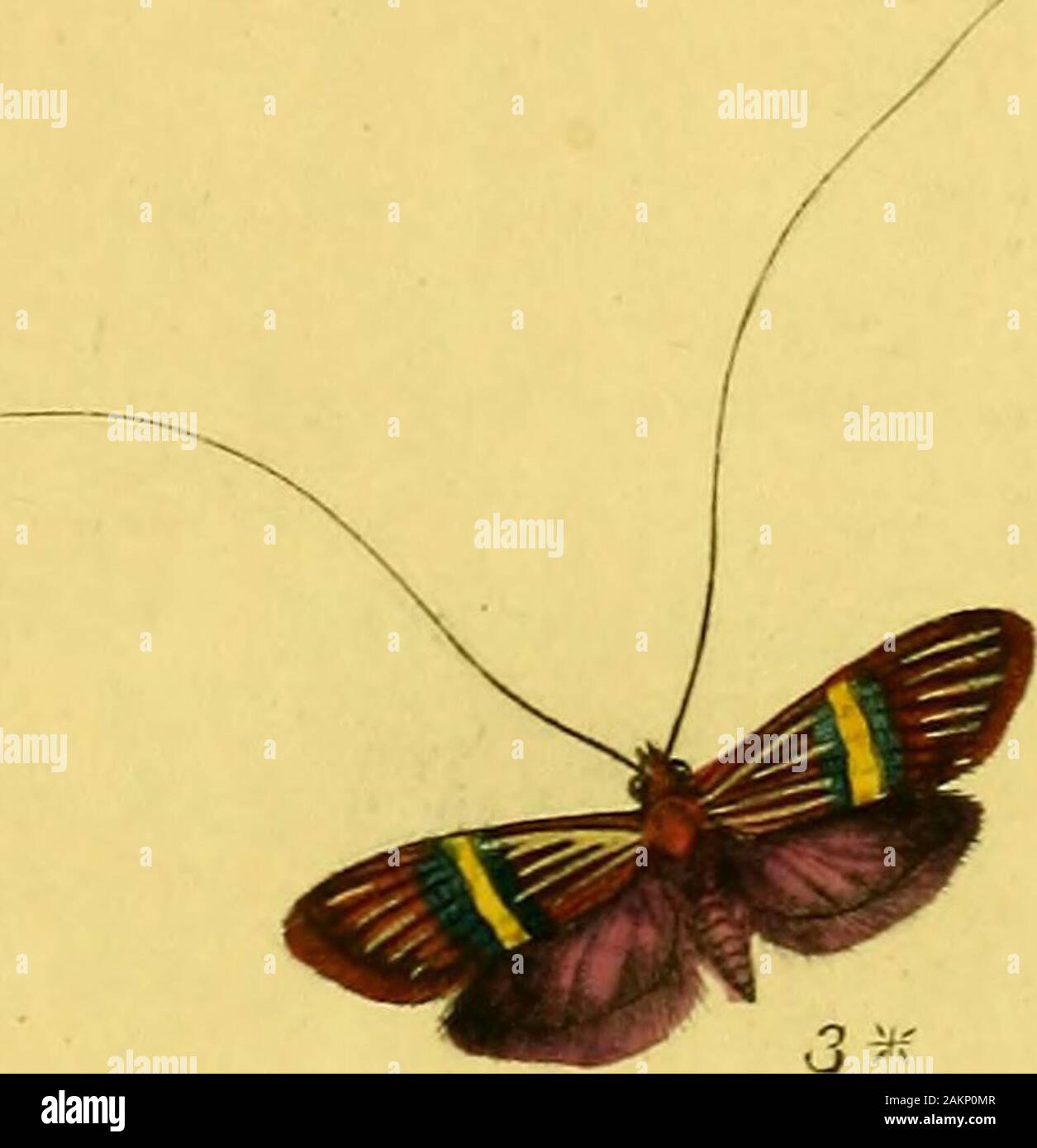 The natural history of British insects : explaining them in their ...