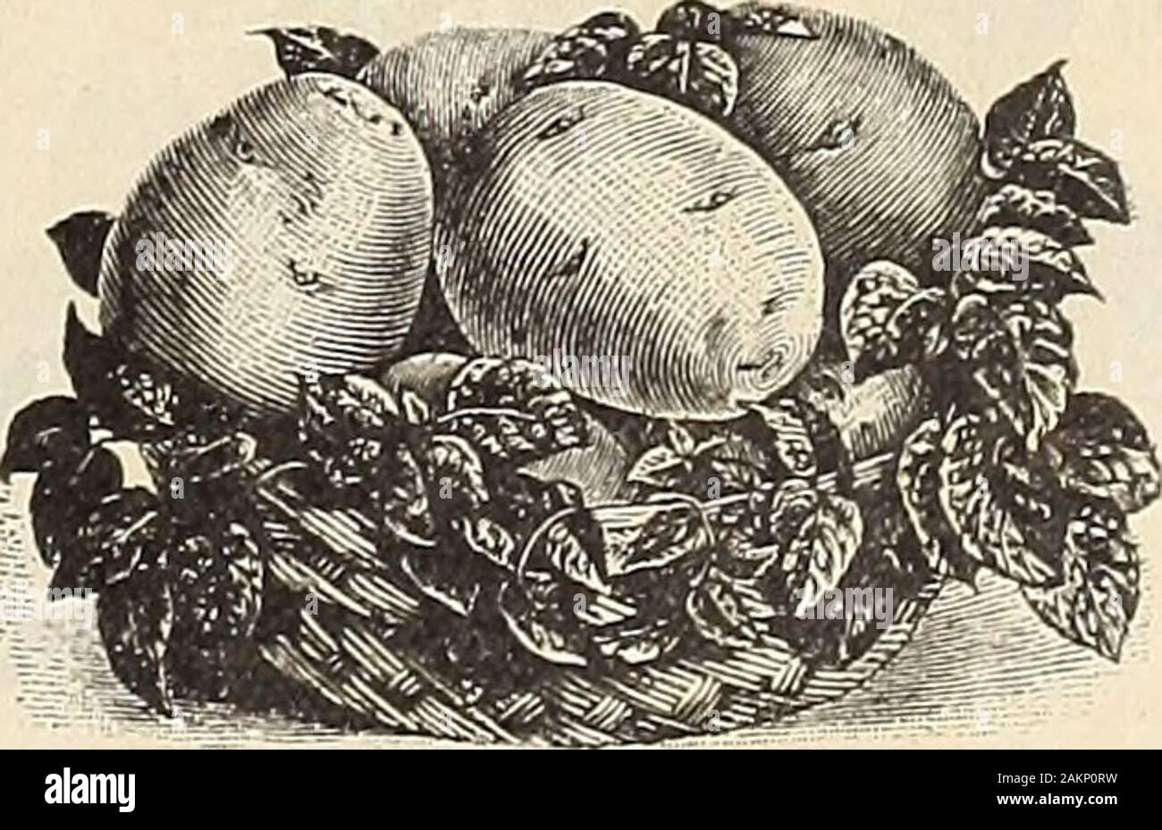 Wholesale catalogue of seeds, implements, fertilizers, insecticides for ...