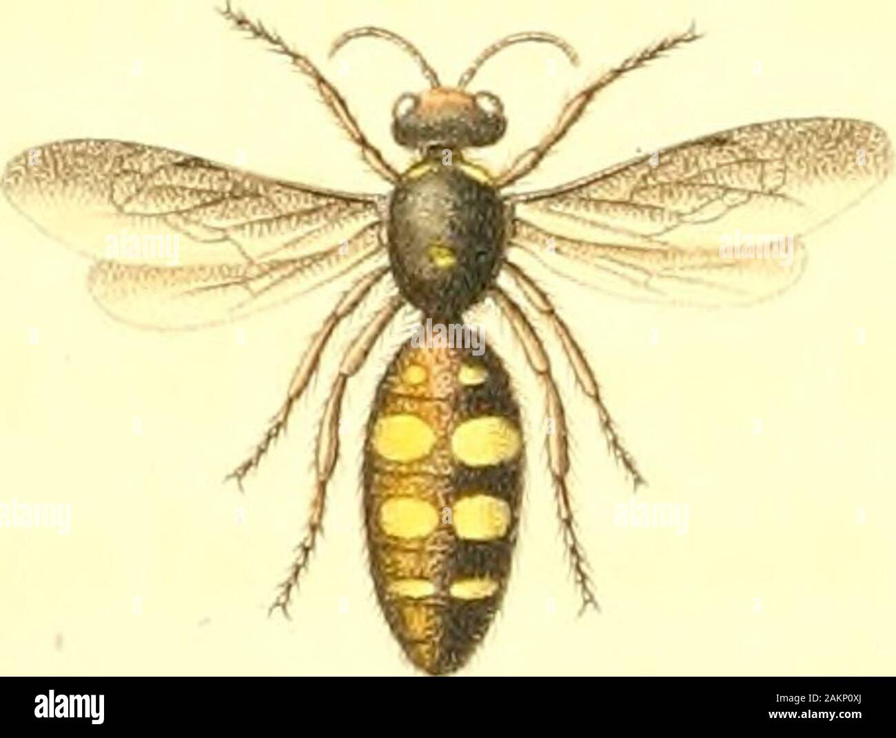 Cubital posterior hi-res stock photography and images - Alamy