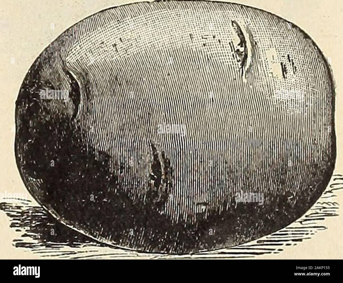 Walter Raleigh Potato High Resolution Stock Photography and Images - Alamy