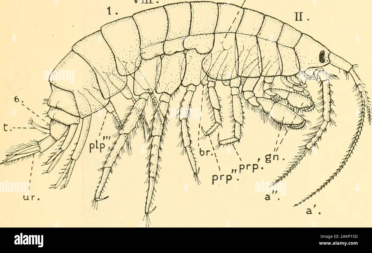 Female brood pouch hi-res stock photography and images - Alamy