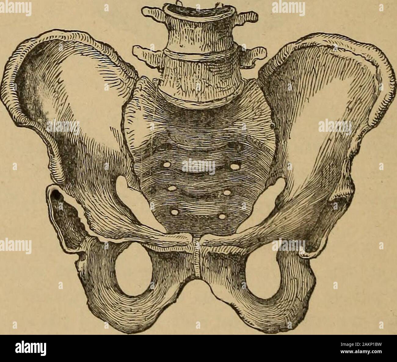 A treatise on the science and practice of midwifery . The Female Pelvis ...
