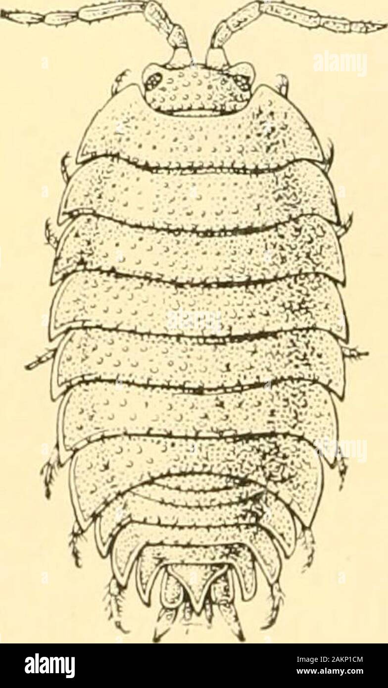 Epicaridea hi-res stock photography and images - Alamy
