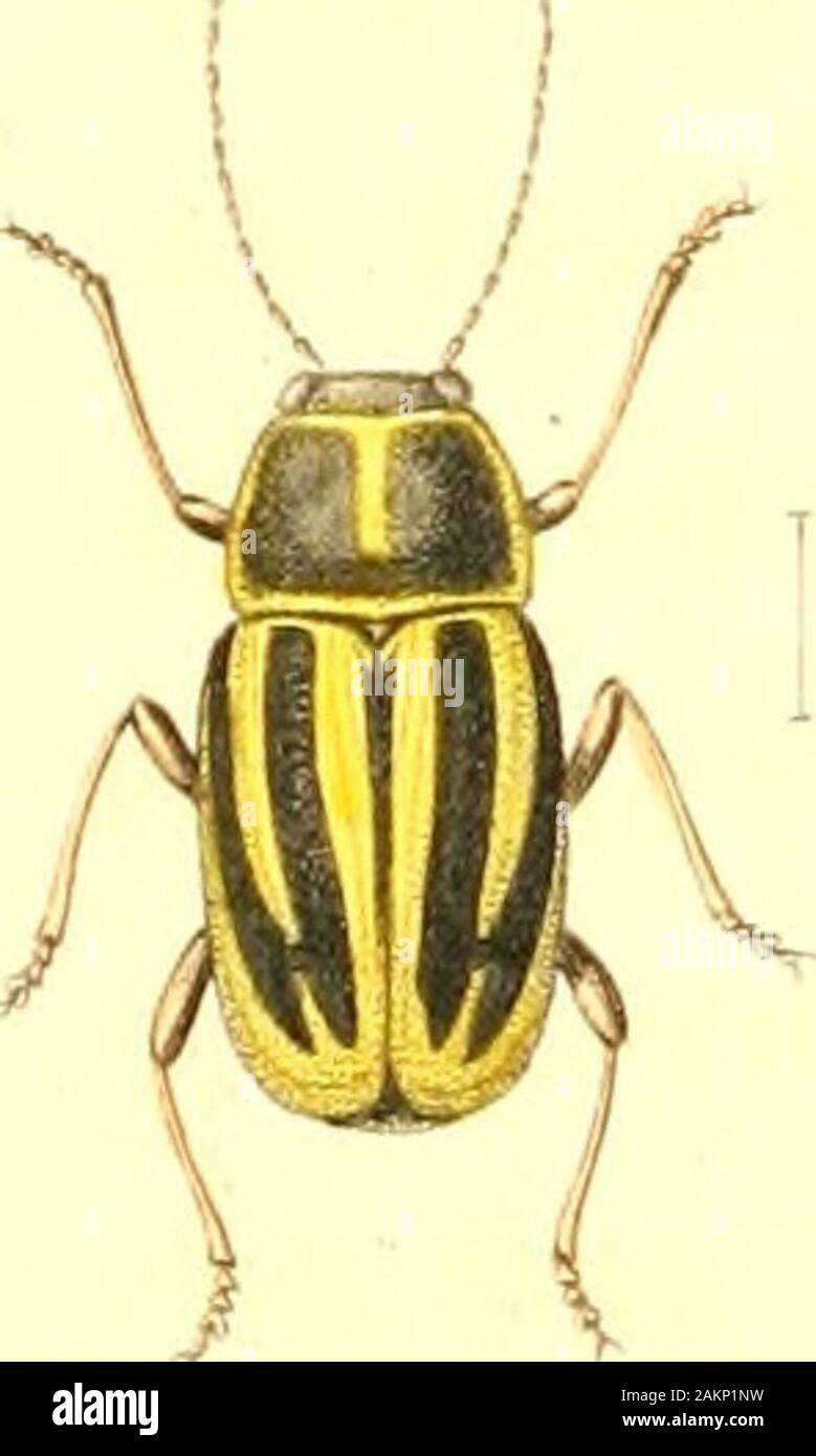 American entomology, or, Descriptions of the insects of North America ...