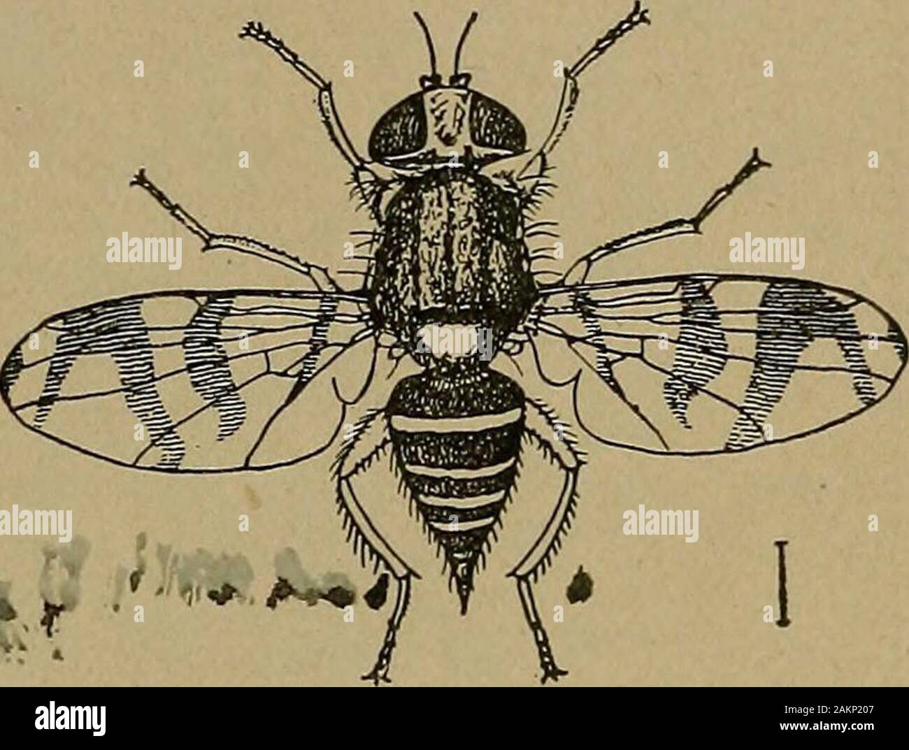 Little maggots hi-res stock photography and images - Alamy