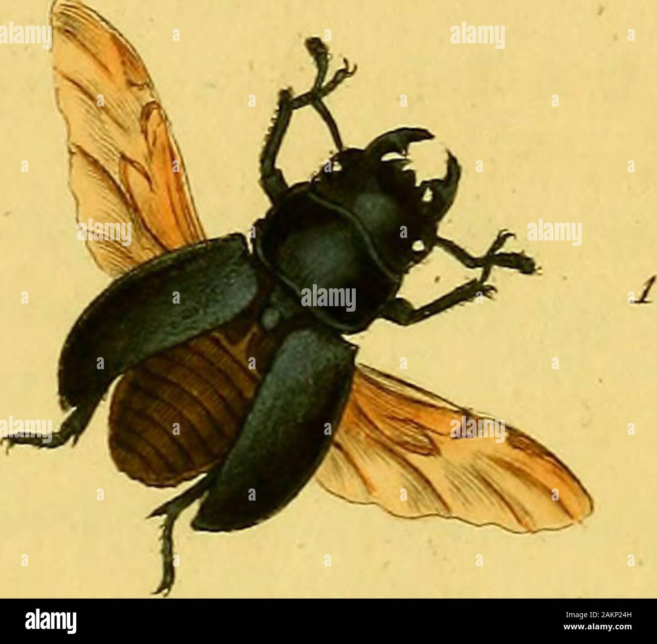 The natural history of British insects : explaining them in their ...