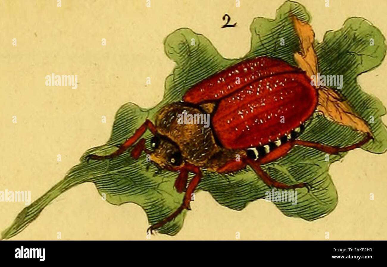 The natural history of British insects : explaining them in their ...