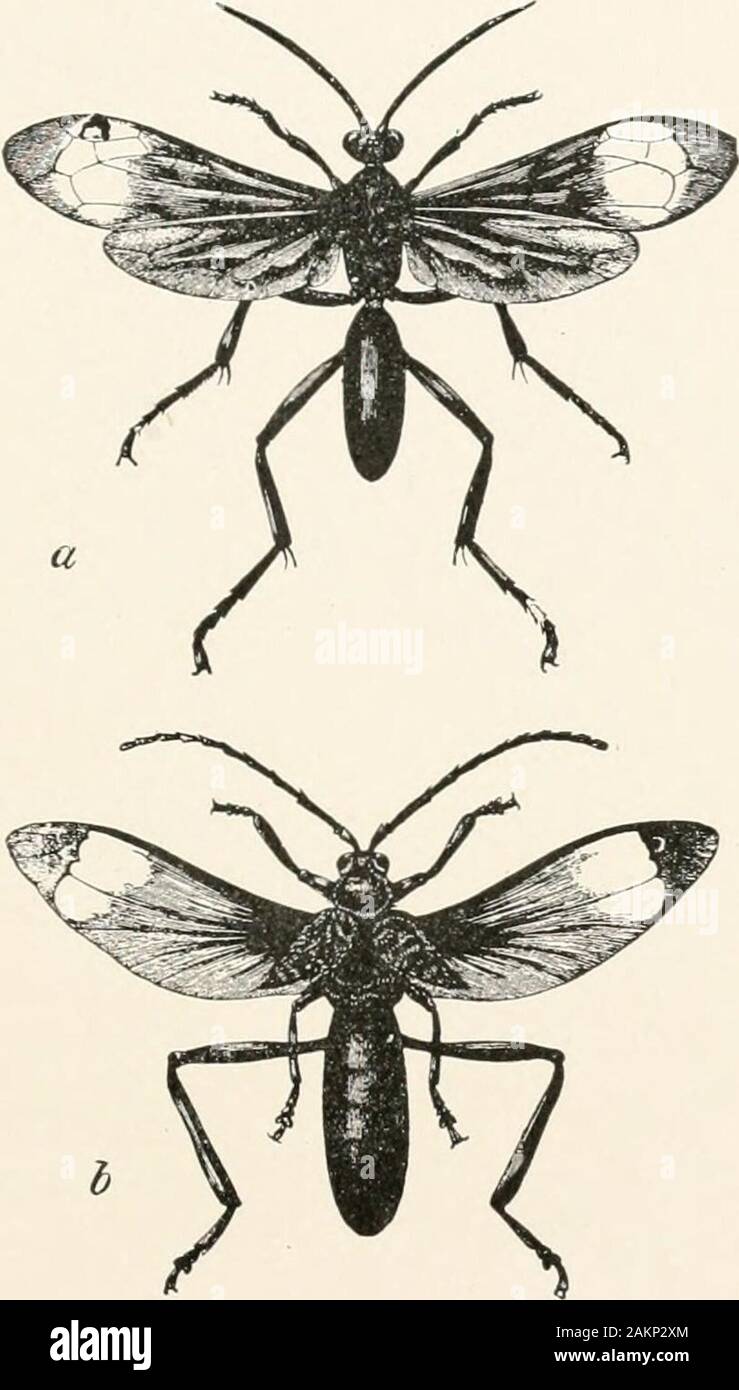 General principles of zoology . FIG. 13.—Methane fsidii, a bad-tasting ...