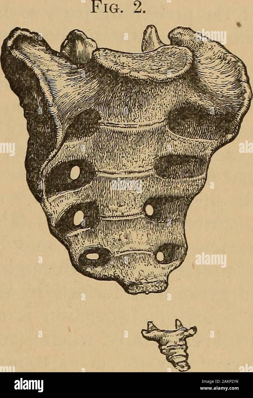 Pectineal line hi-res stock photography and images - Alamy