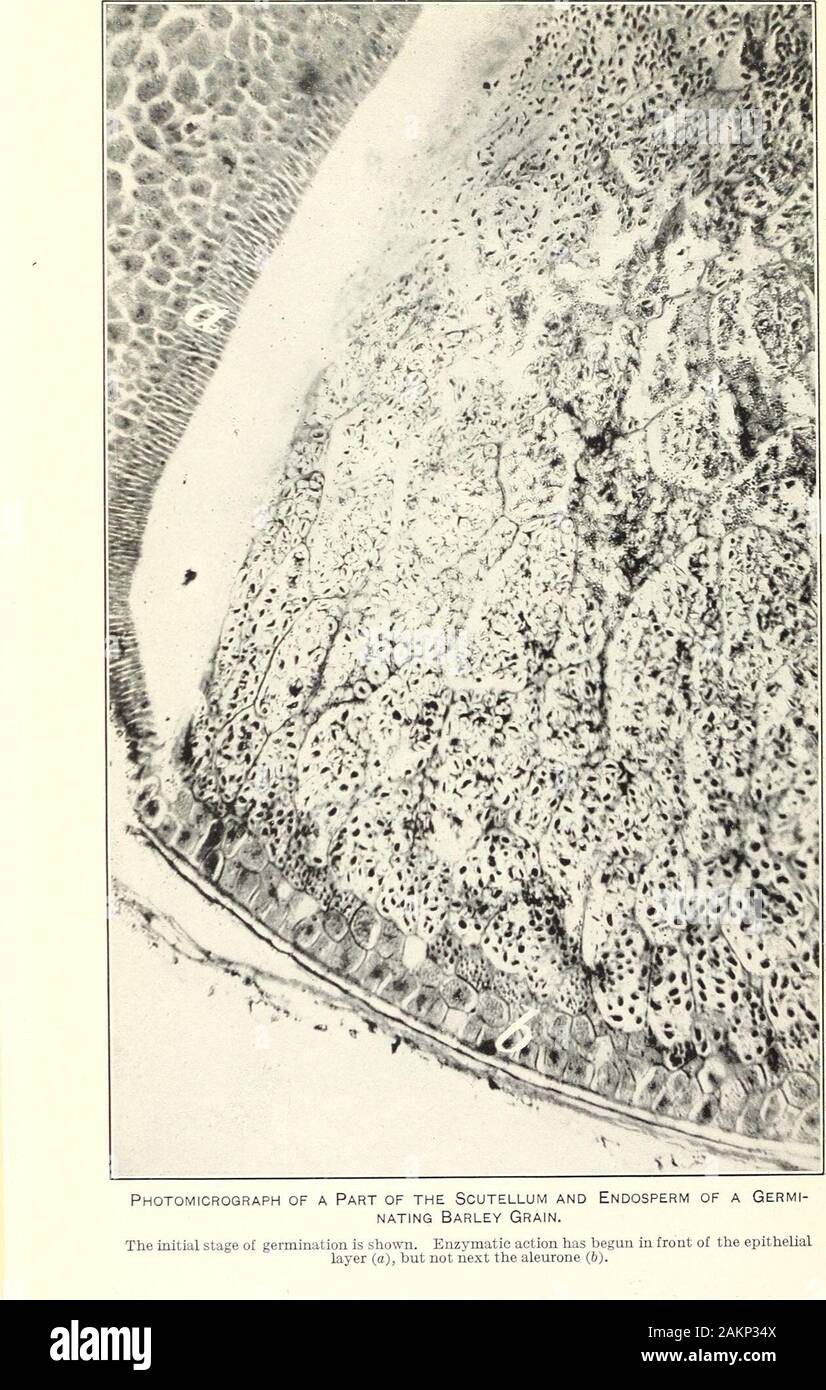 Morphology of the barley grain with reference to its enzym-secreting ...
