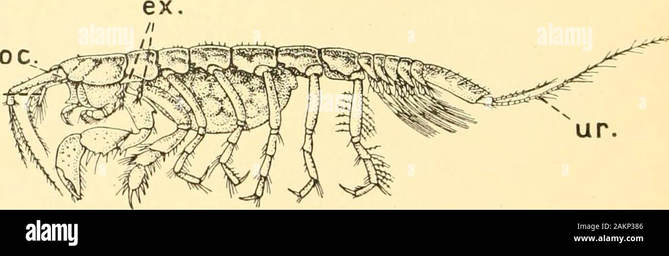 Tanaidacea hi-res stock photography and images - Alamy