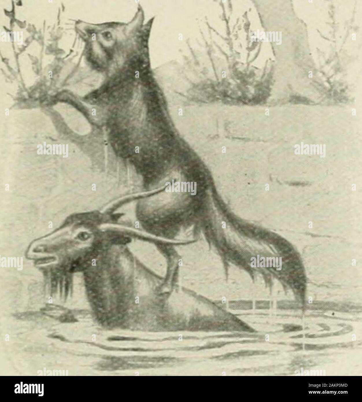 Winking goat hi-res stock photography and images - Alamy