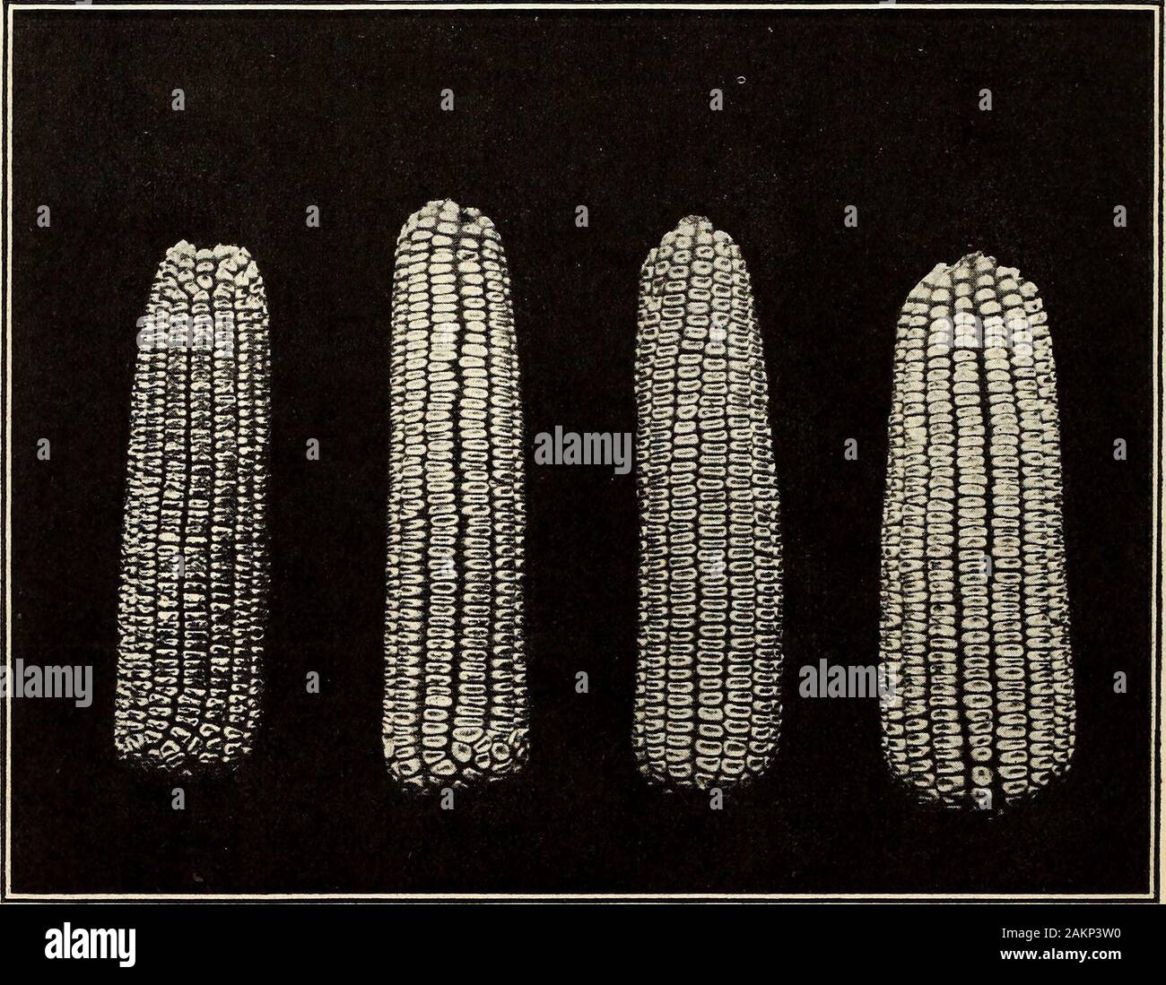 Cockes prolific corn hi-res stock photography and images - Alamy