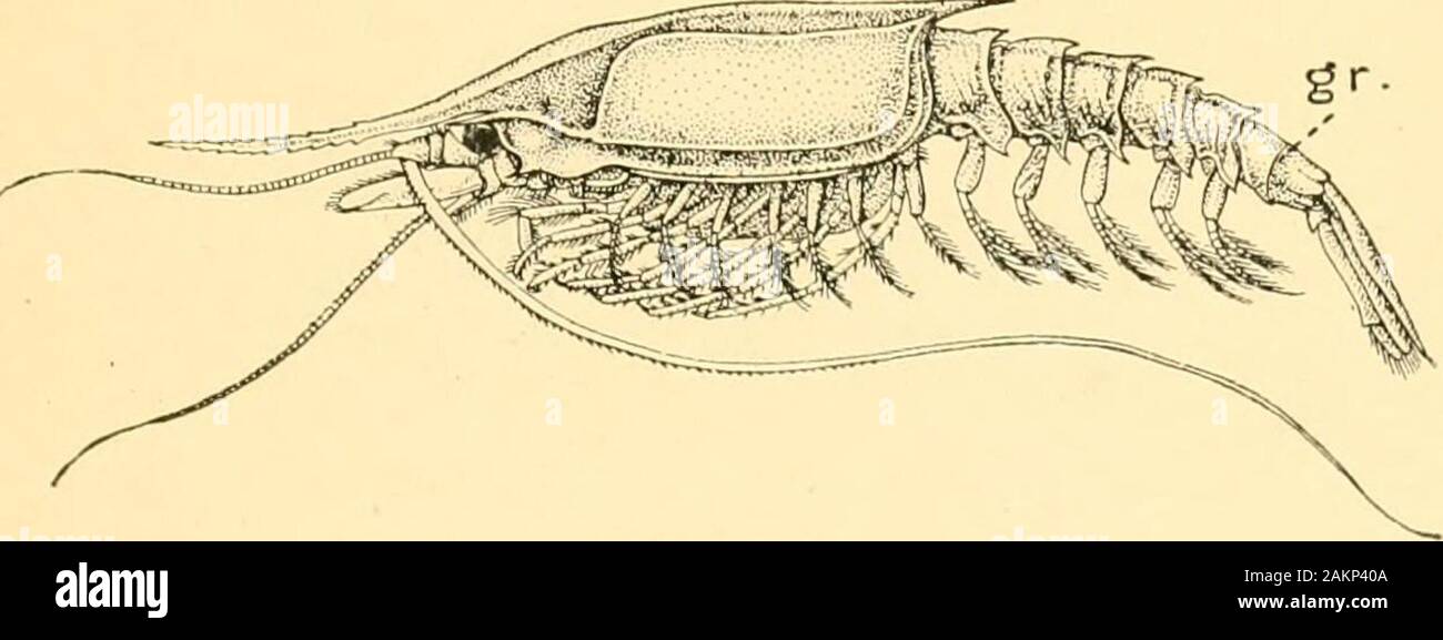 Tanaidacea hi-res stock photography and images - Alamy