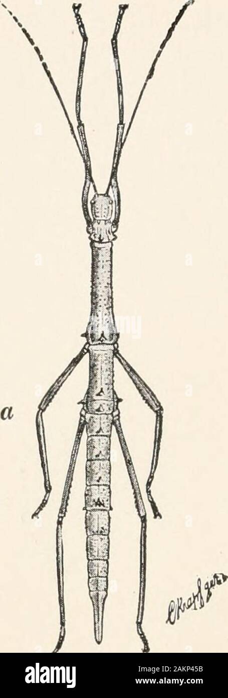 Siderone hi-res stock photography and images - Alamy