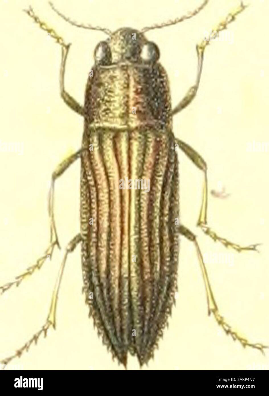 Insects in arms hi-res stock photography and images - Alamy