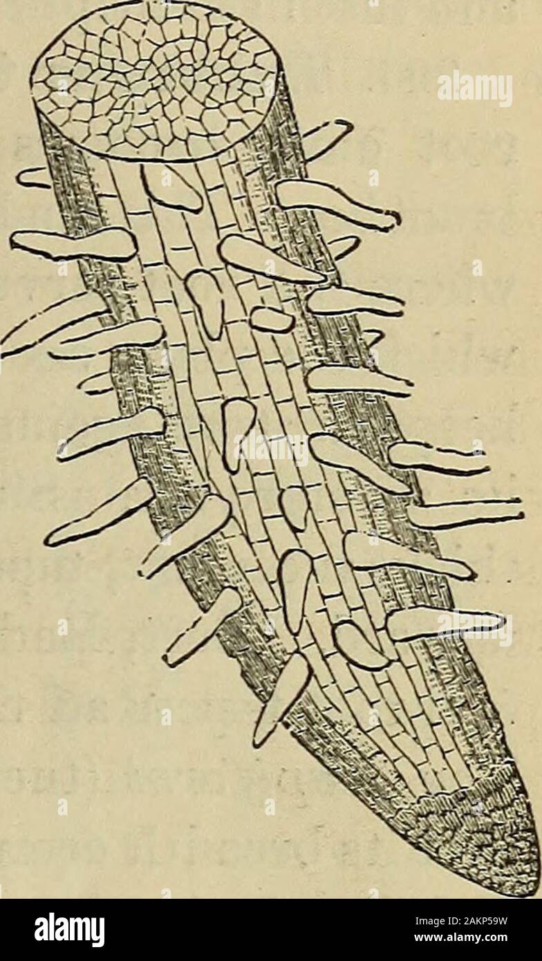 Fibrous root structure hi-res stock photography and images - Alamy