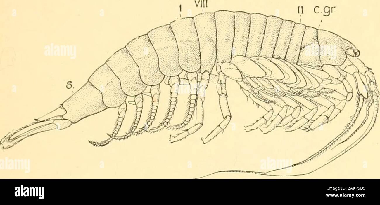 Articulated appendages hi-res stock photography and images - Alamy