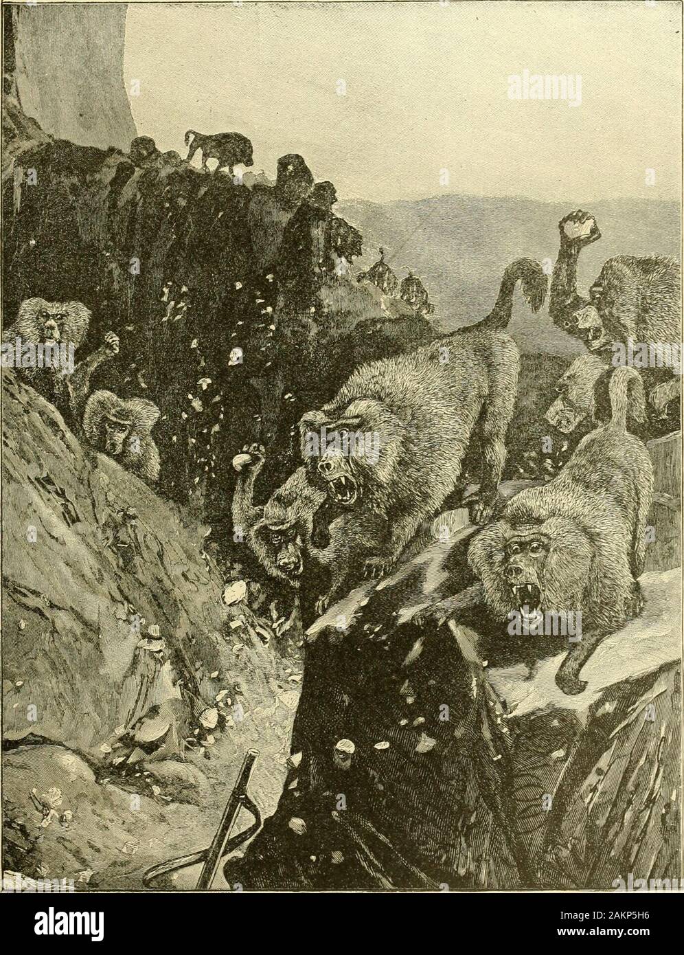 Hunting and trapping stories; a book for boys . BABOONS BEATING OFF ...