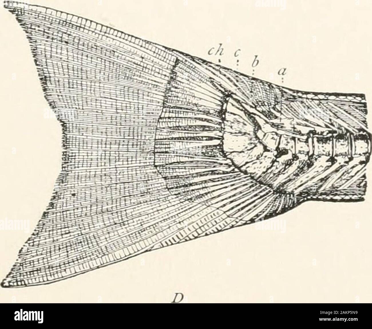 General principles of zoology . cA c. FIG. io.—Tail-fins of various ...
