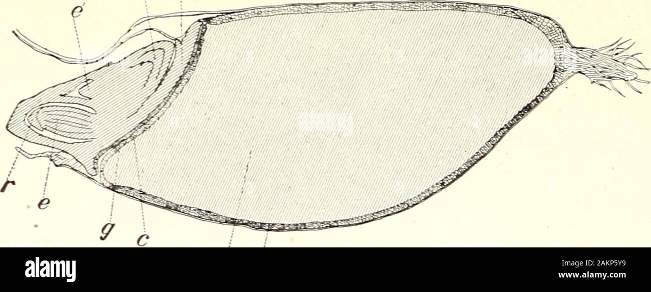 Nucellar tissue hi-res stock photography and images - Alamy