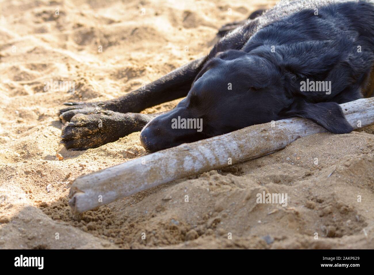 Black labrador retrieving stick hi-res stock photography and images - Alamy