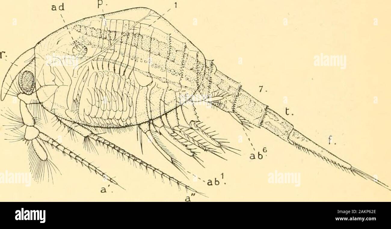 Guide to the Crustacea, Arachnida, Onychophora and Myriopoda exhibited ...