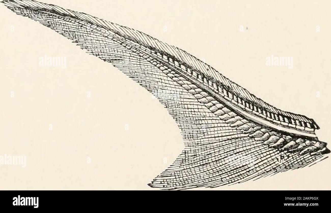 General principles of zoology . FIG. 10.—Tail-fins of various fishes ...
