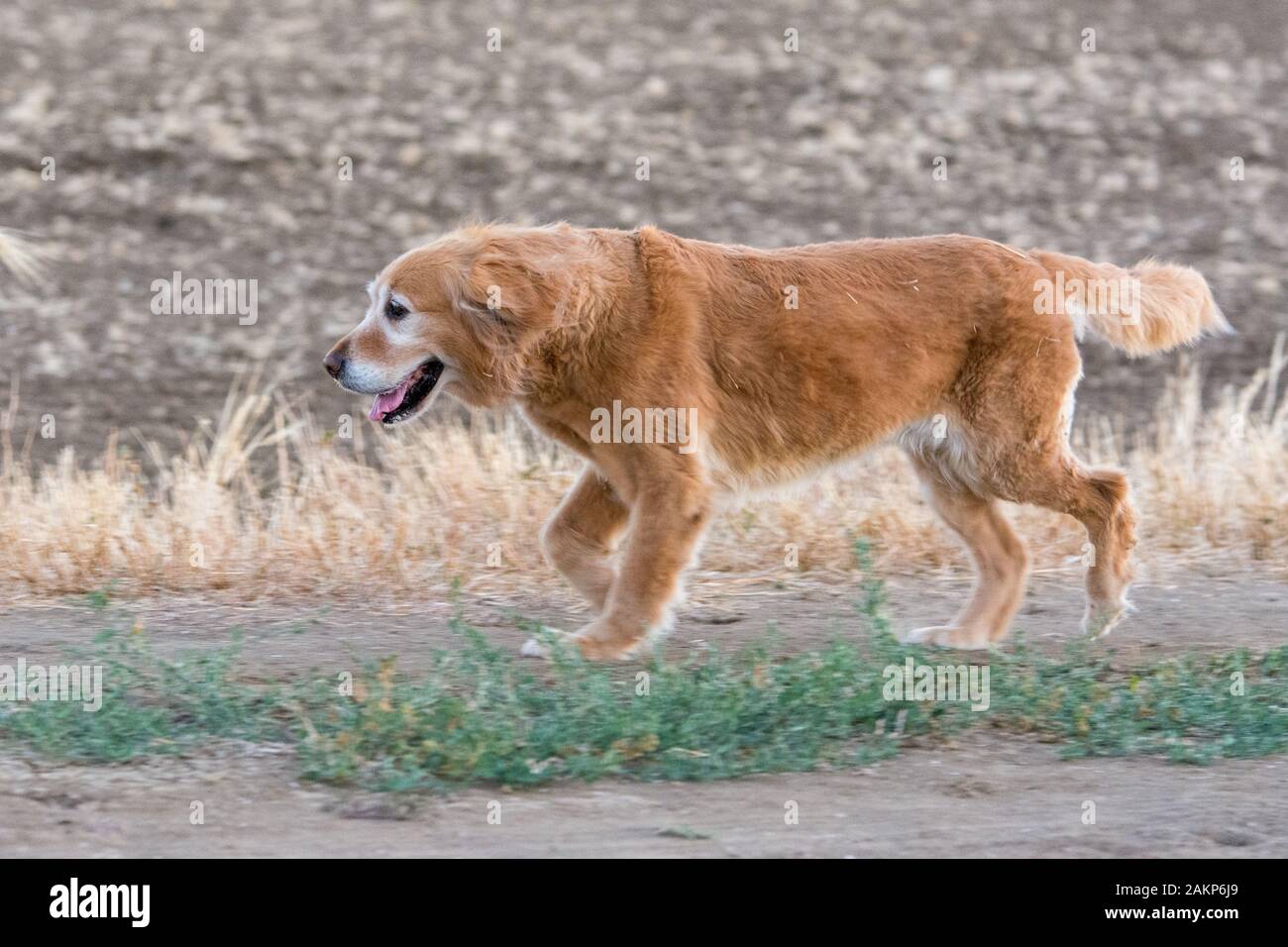old senior golden retriever dog running Stock Photo - Alamy