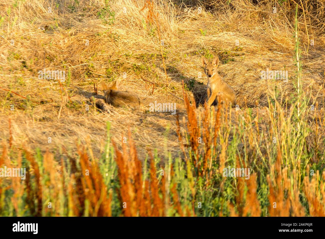coyote pups playing by the den Stock Photo - Alamy