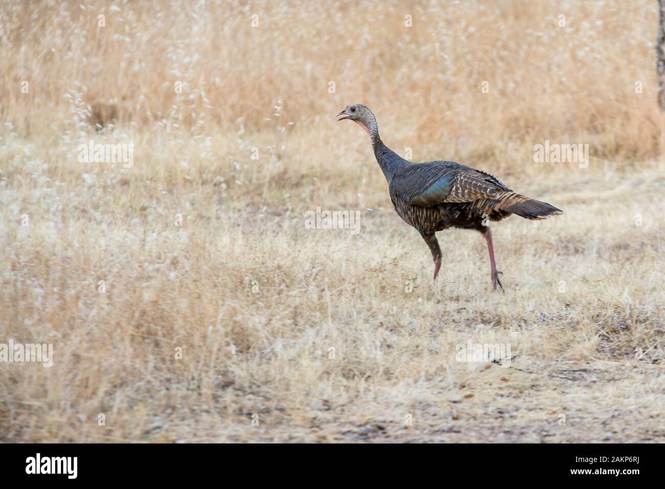 Running Turkey